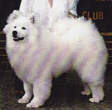 Wachusett American Eskimos - Sierra's Aleutian Eyes x Alpine's ...